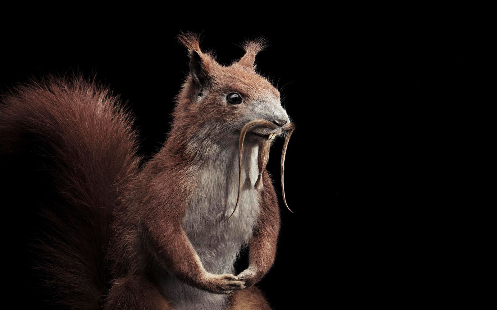 BRAUN TRIMMER "SQUIRREL" / Client: Braun / Agency: Impact BBDO Middle ...