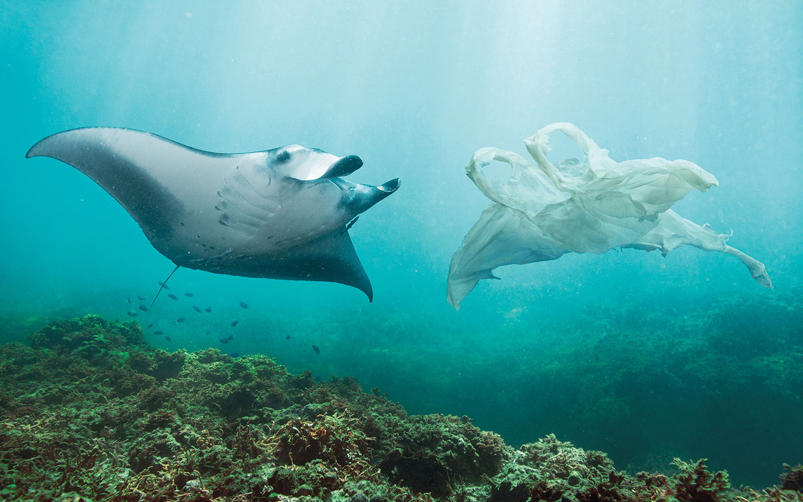 OCEAN CARE "MANTA" / Client: Ocean Care | STAUDINGER+FRANKE ...