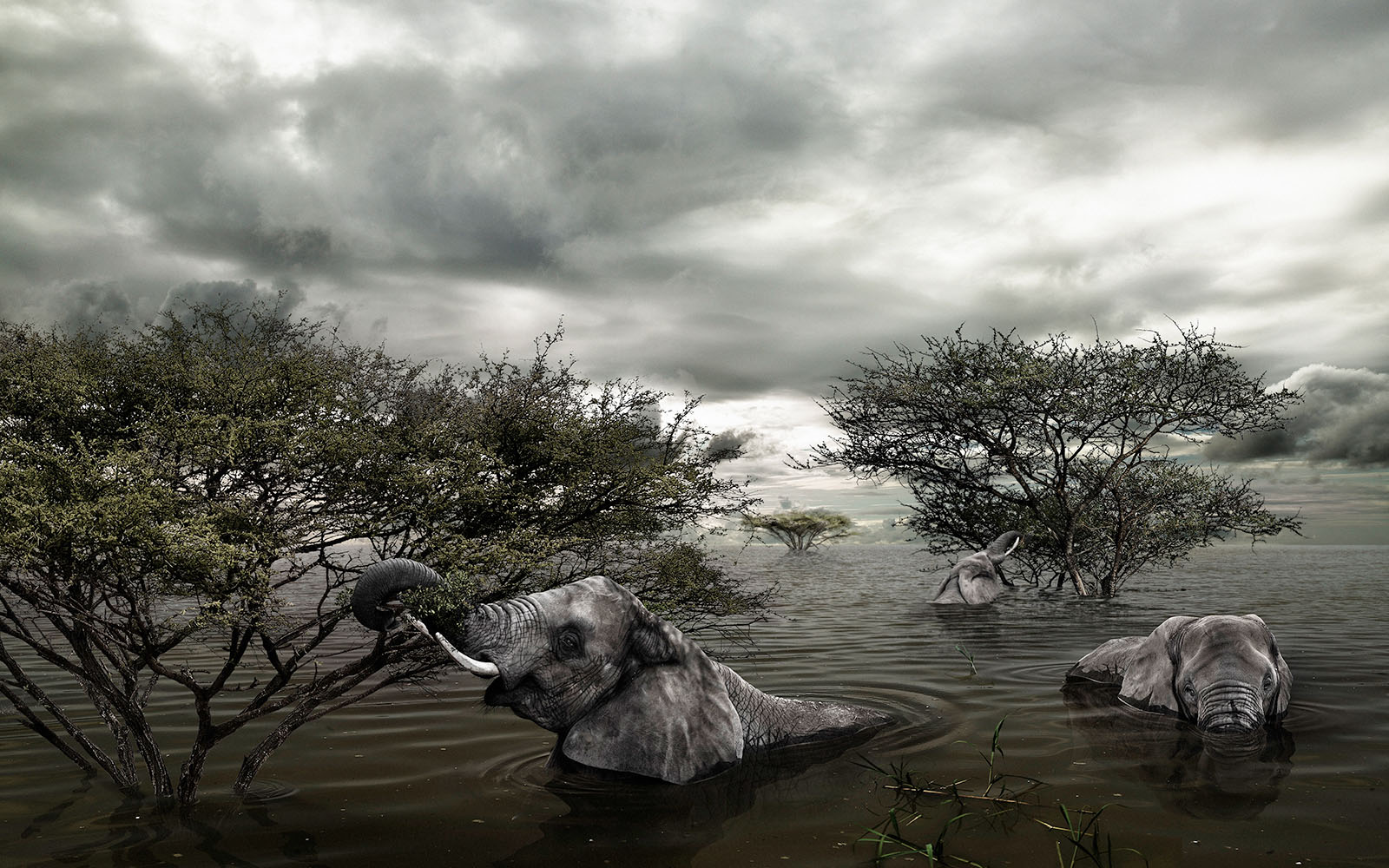 WWF "ELEPHANTS" / Client: WWF / Agency: JWT Dubai | STAUDINGER+FRANKE ...
