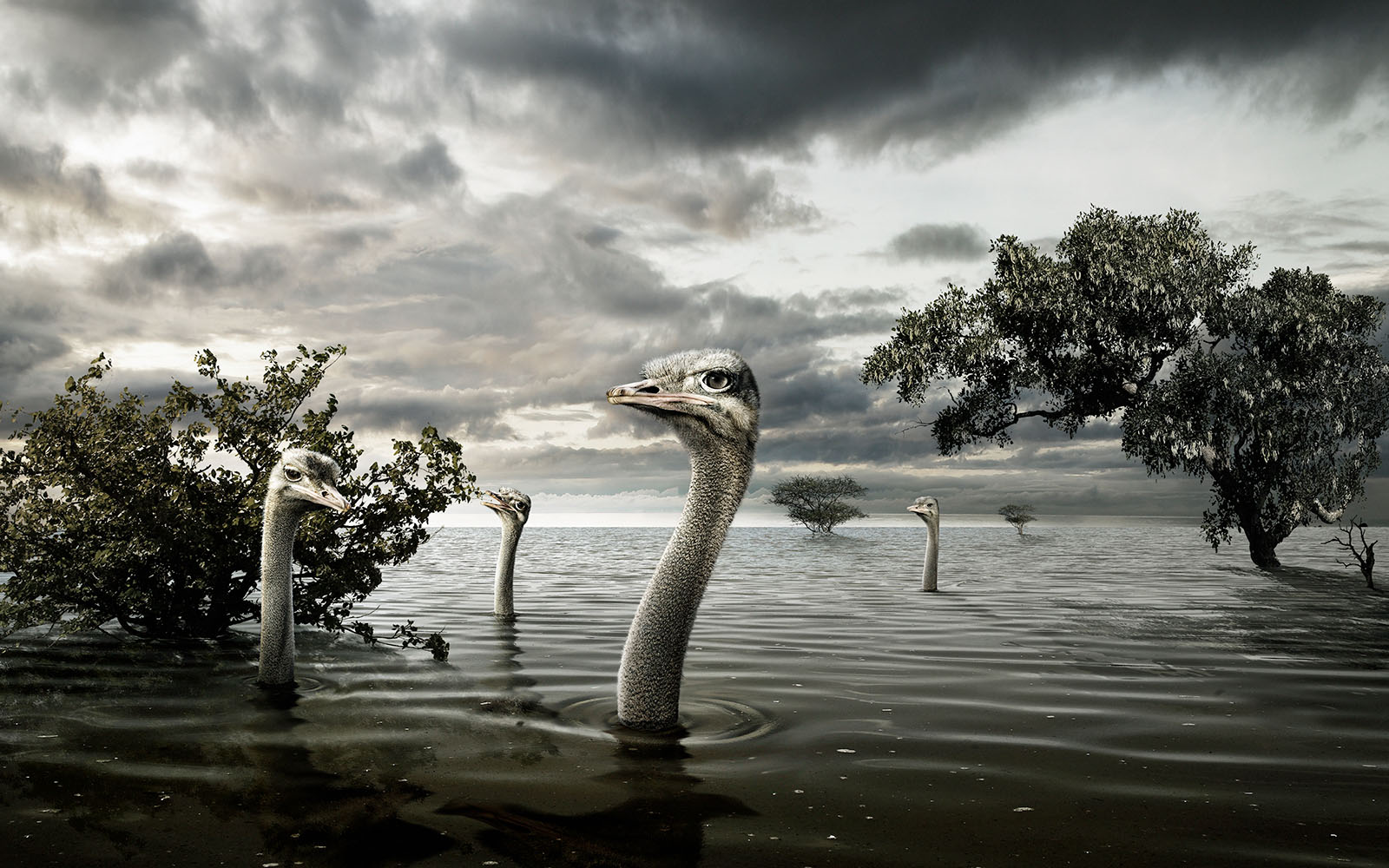 WWF "OSTRICH" / Client: WWF / Agency: JWT Dubai | STAUDINGER+FRANKE ...